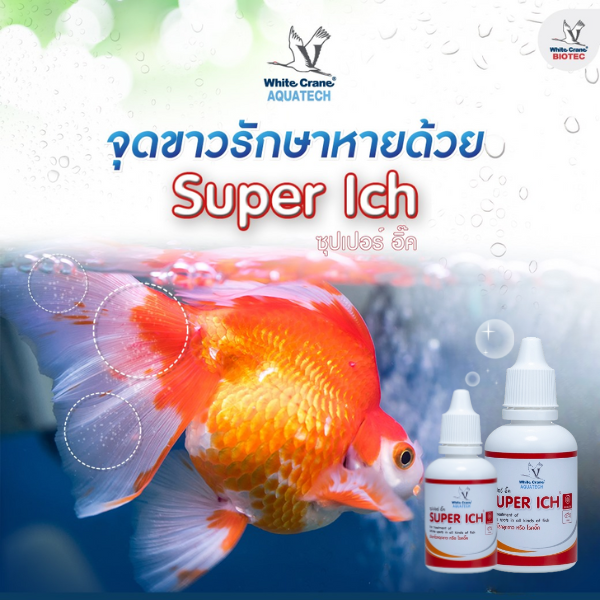 จุดขาวรักษาหายด้วย Super Ich - Aquarium Fish Clinic