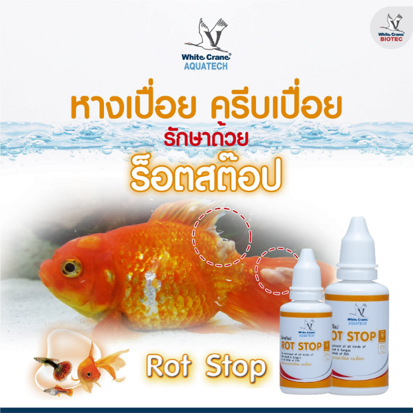 หางเปื่อย ครีบเปื่อย รักษาด้วยผลิตภัณฑ์ RotStop