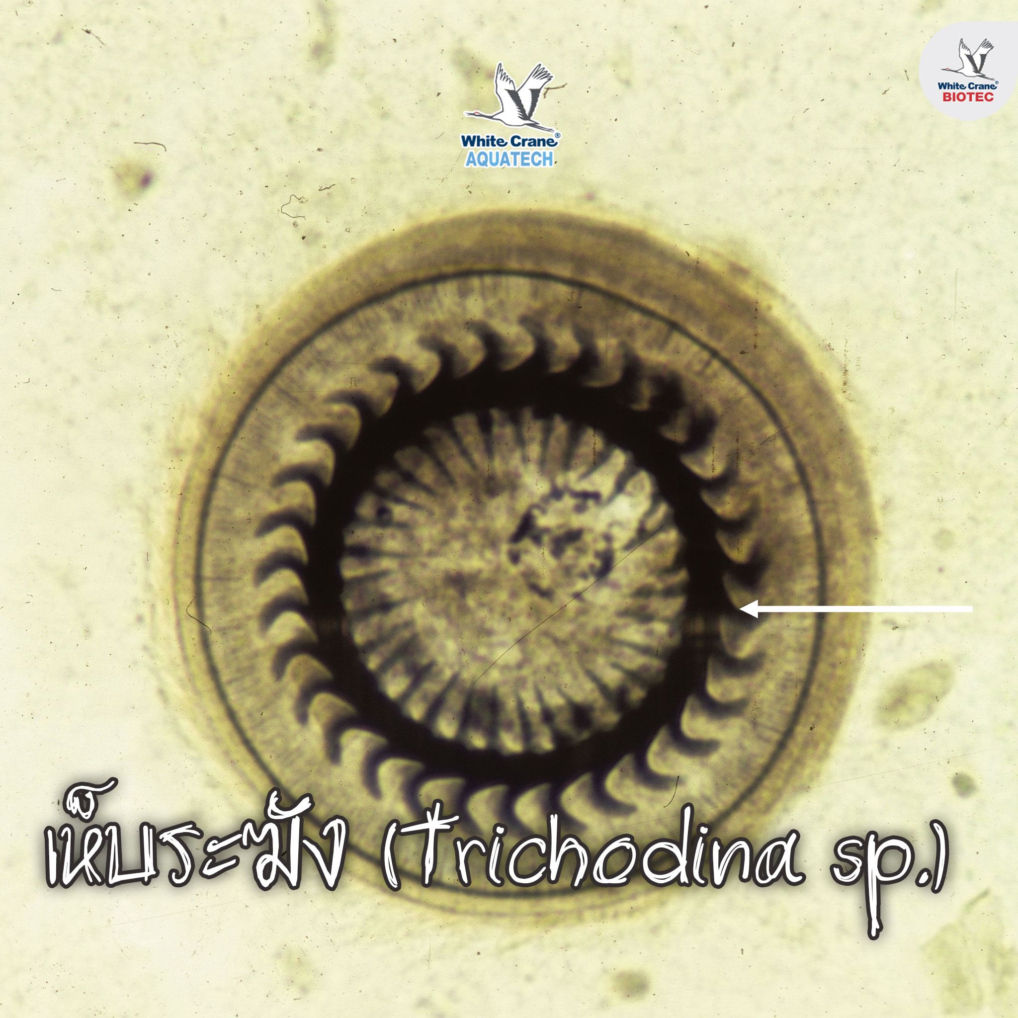 5 ตัวร้าย ปรสิตที่ทำลายปลา