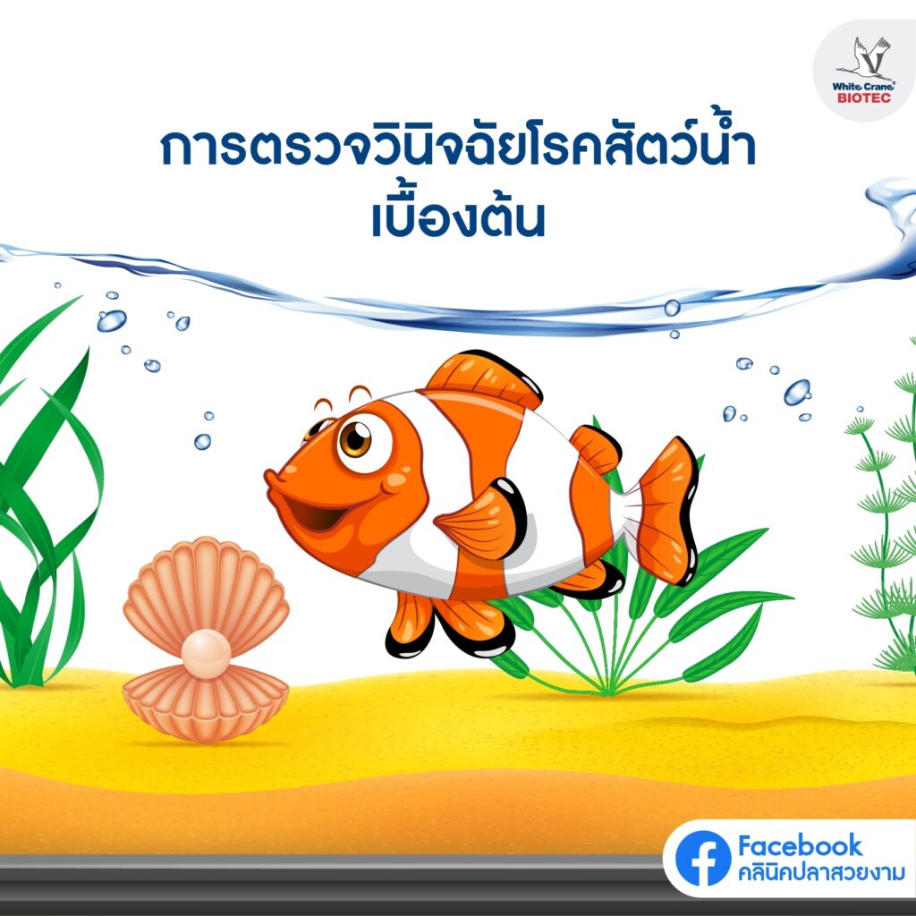 หน้าหลัก - Aquarium Fish Clinic